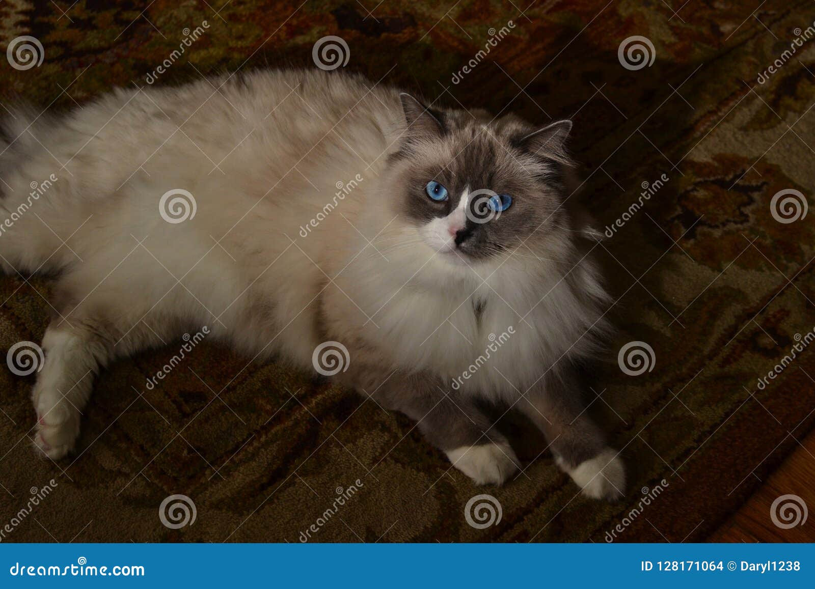 White and Grey Ragdoll Cat with Bright Blue Eyes Stock Photo - Image of ...