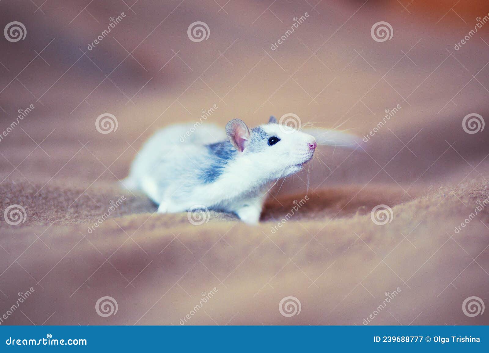 White and Grey Rat, Close Up. Small Rat Stock Image - Image of studio ...