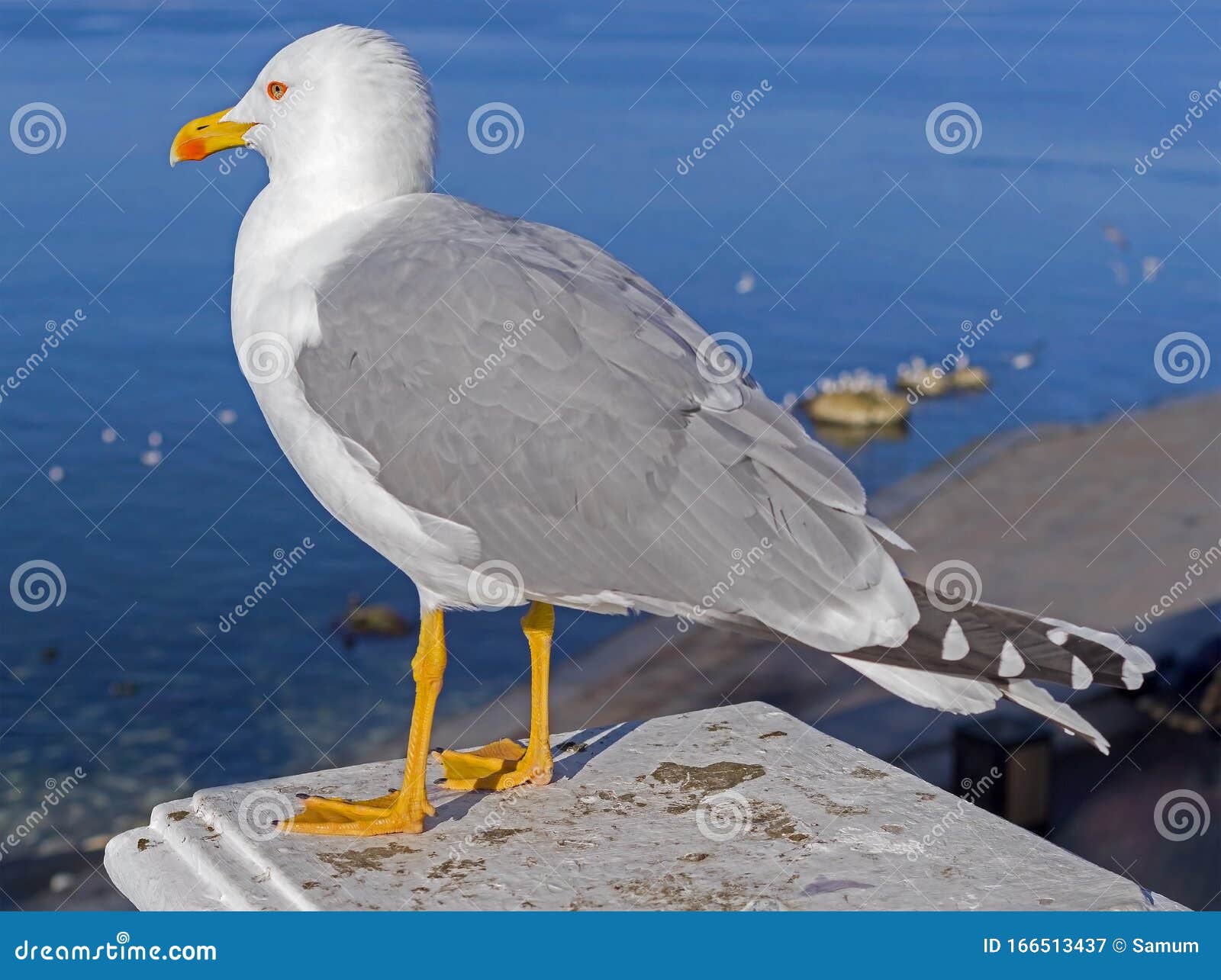 White and grey seagull stock image. Image of ocean, wild - 166513437