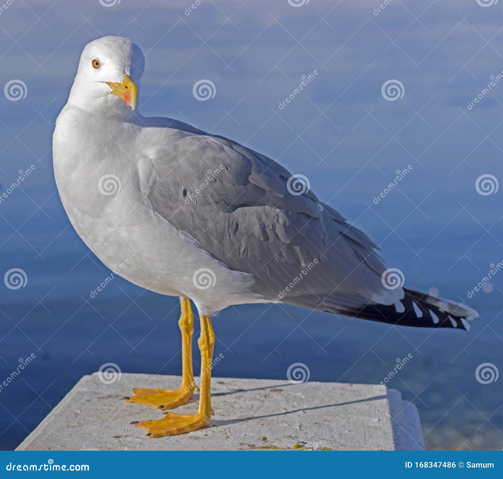 White and grey seagull stock photo. Image of seagulls - 168347486