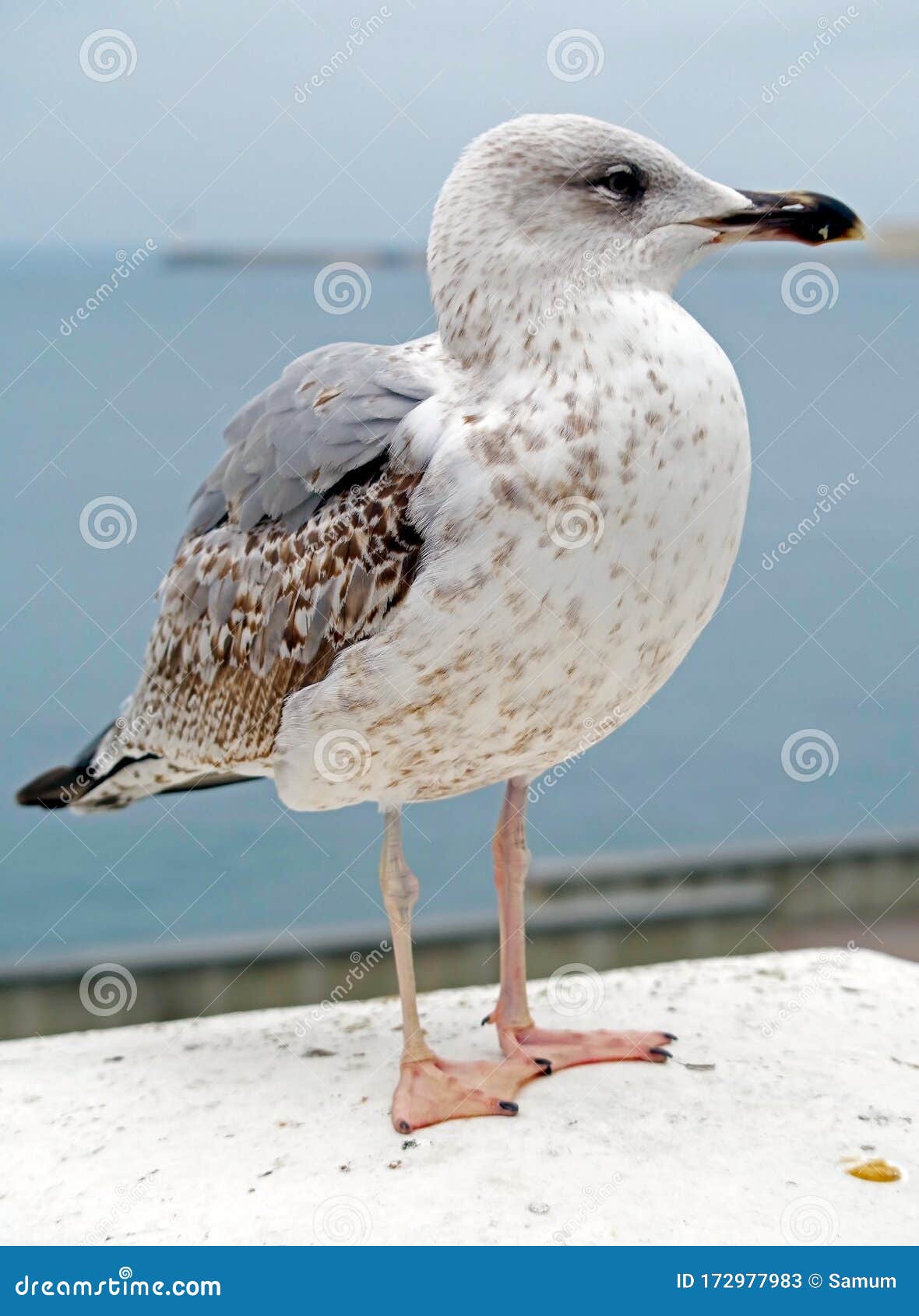 White and grey seagull stock image. Image of seagull - 172977983