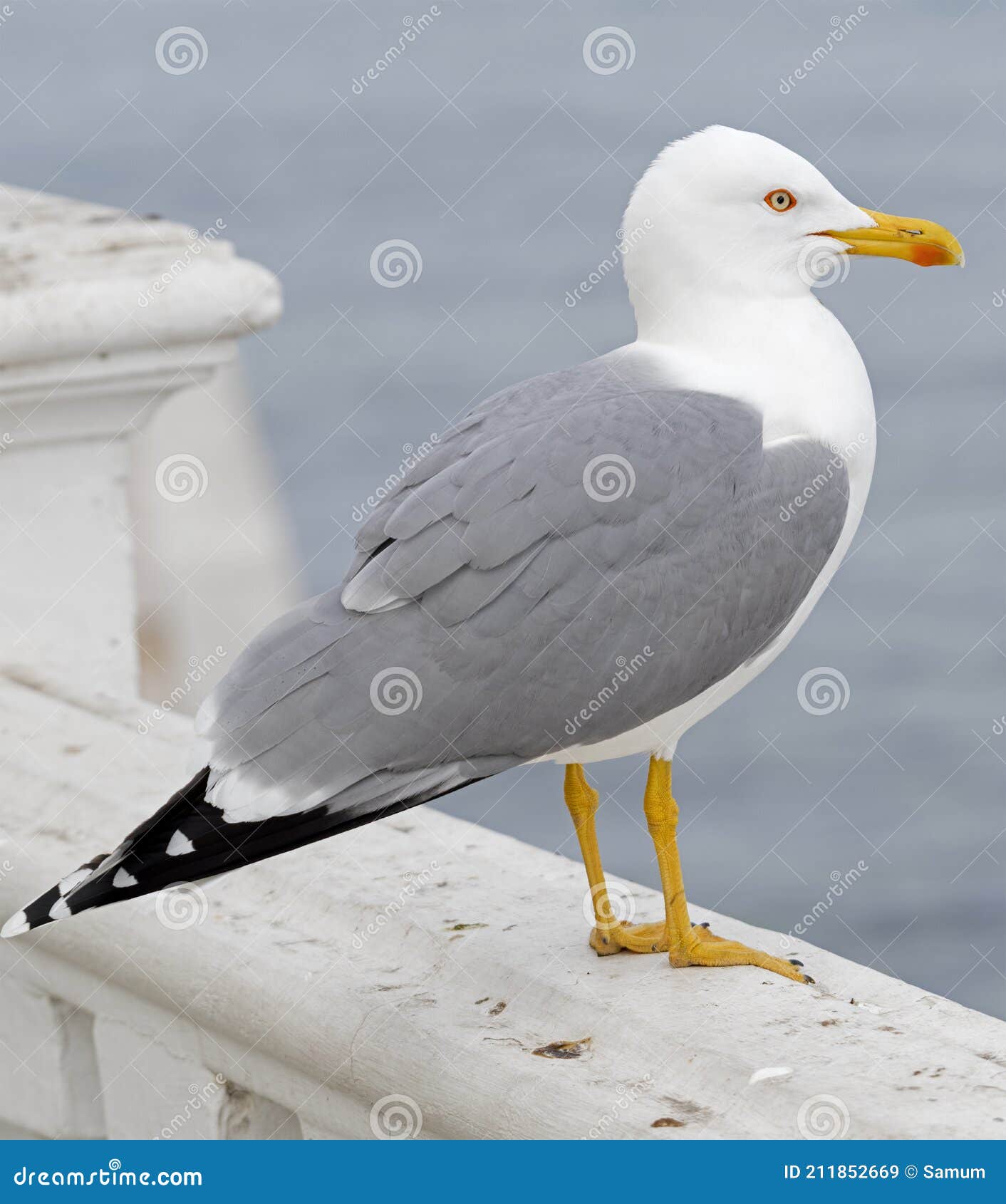 White and grey seagull stock image. Image of seagulls - 211852669