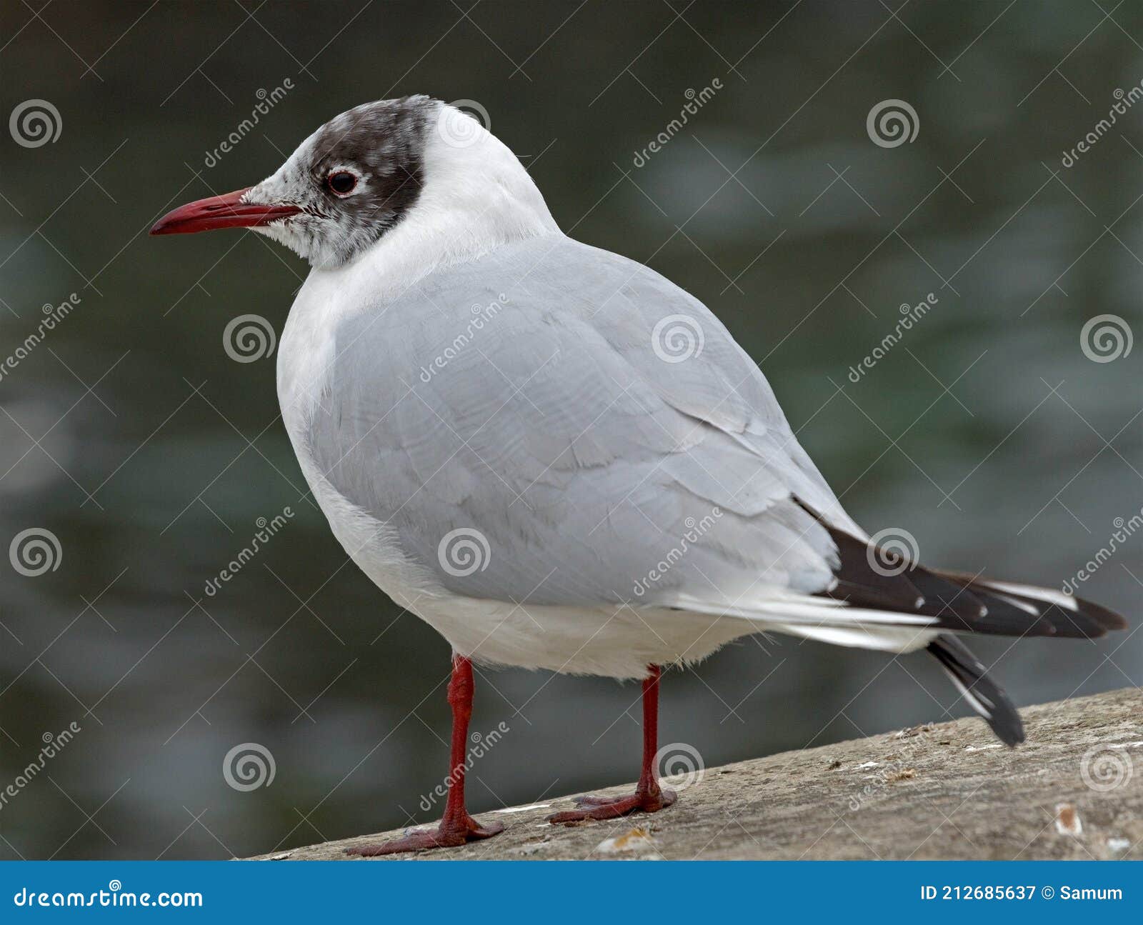 White and grey seagull stock image. Image of coast, nature - 212685637