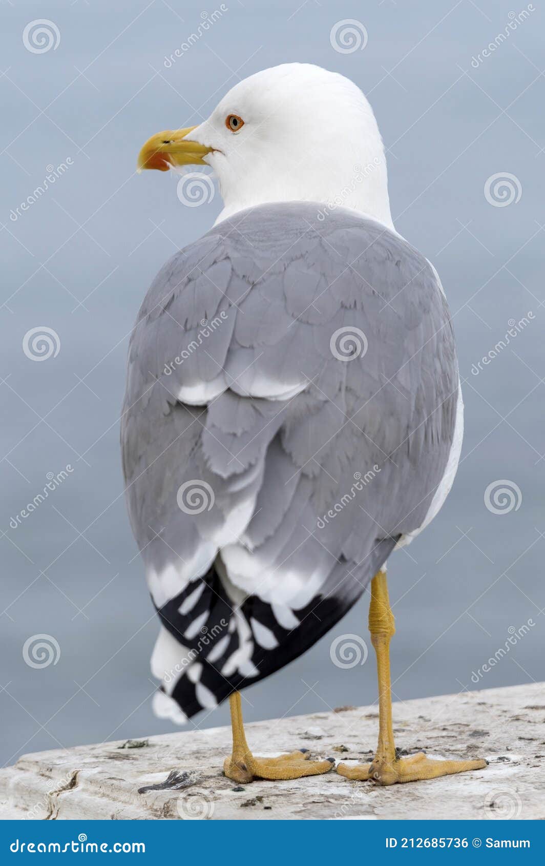 White and grey seagull stock photo. Image of seabird - 212685736