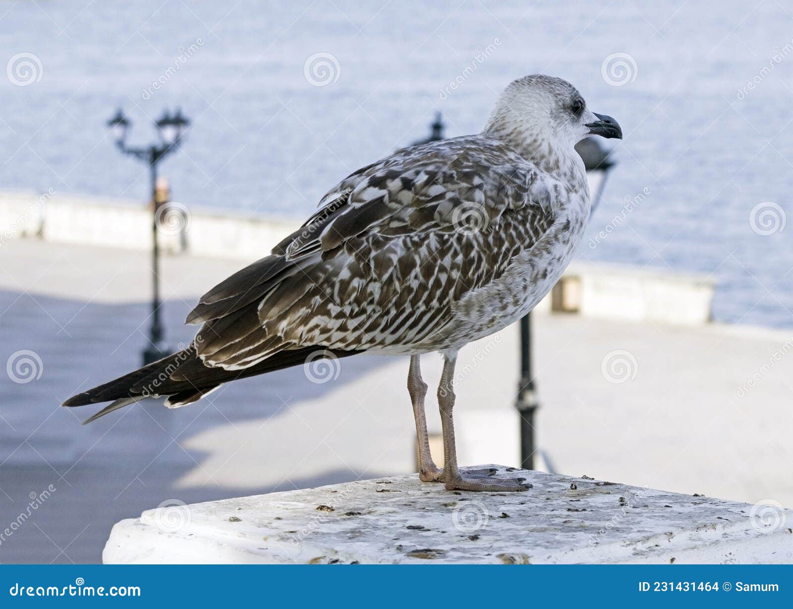 White and grey seagull stock photo. Image of seagulls - 231431464