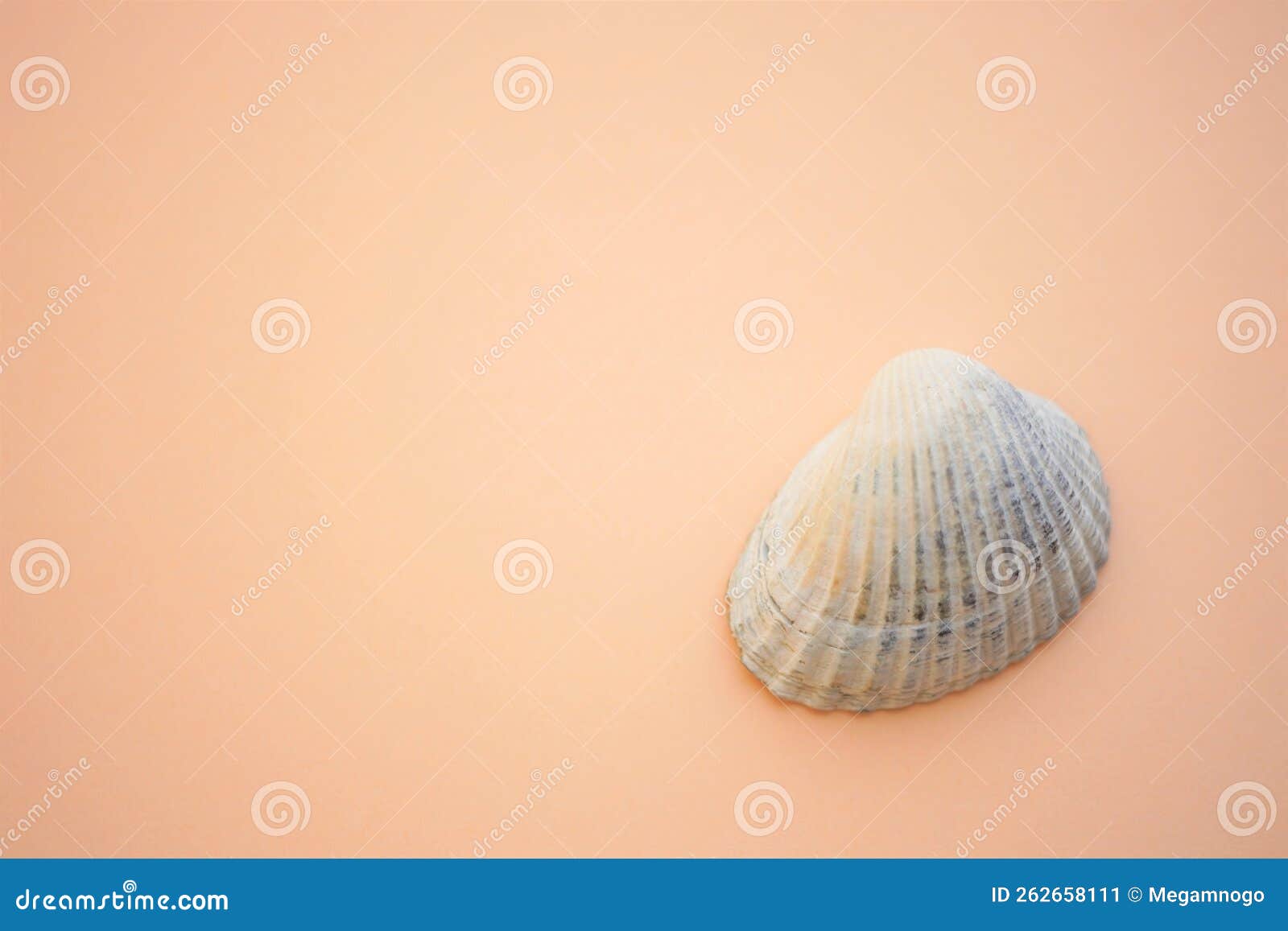 White Grey Seashell on a Creamy Beige Table Stock Image - Image of ...
