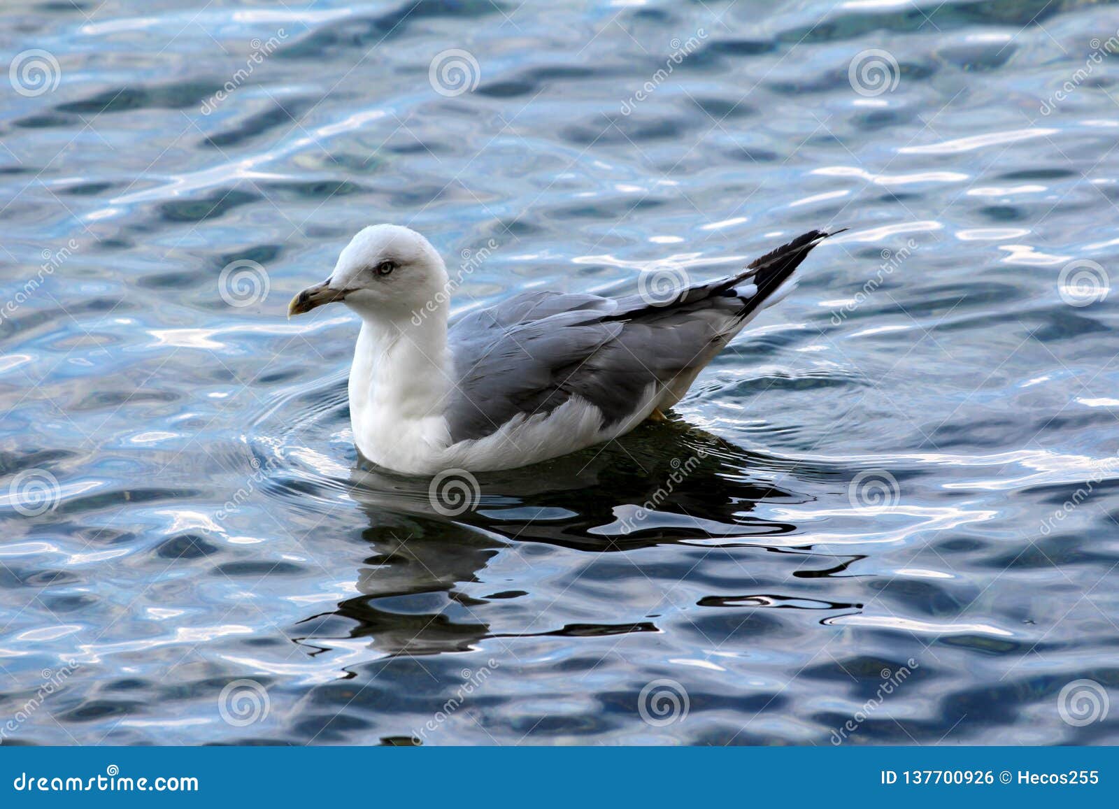 White and Grey Small Seagull Peacefully Floating on Restless Sea at ...