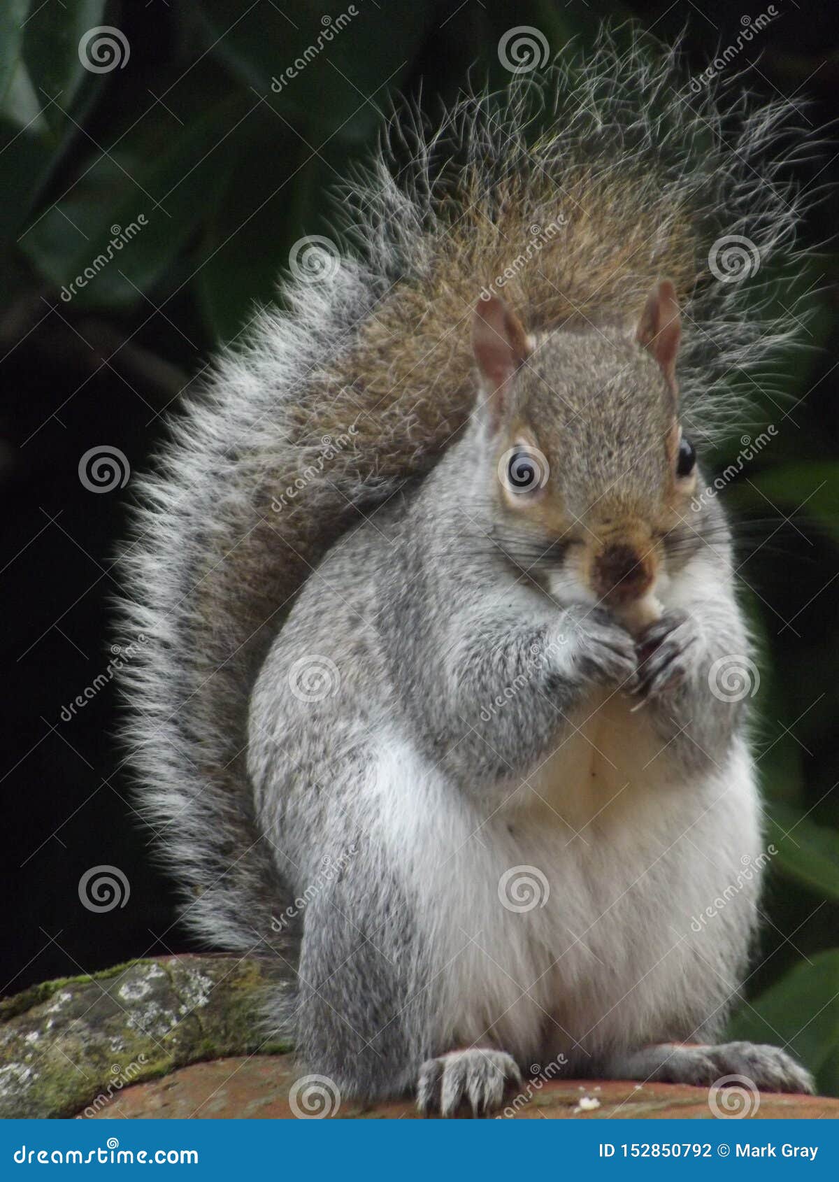 All Fluffed Up stock photo. Image of fluffed, grey, cute - 152850792