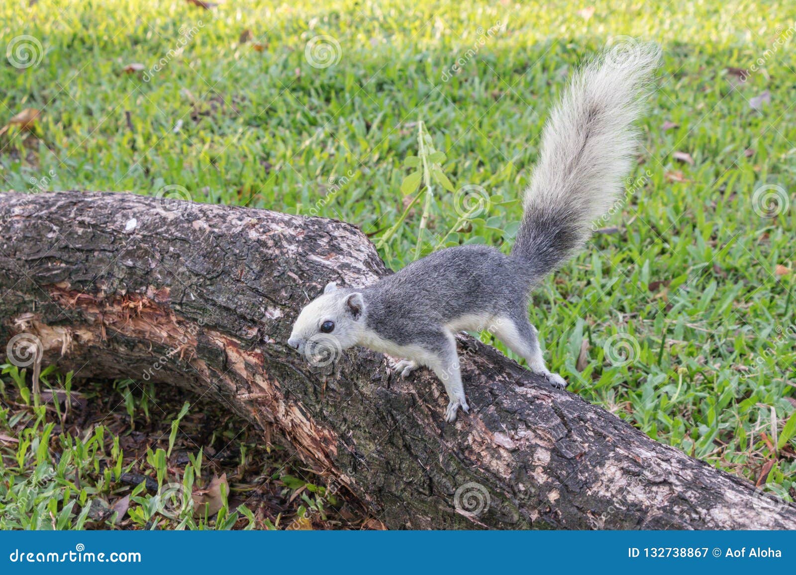 White and Grey Squirrel in Park. Stock Image - Image of bunch, tuff ...