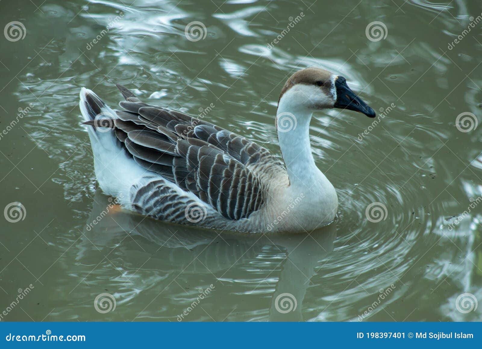 A White and Grey Swan Moving Alone on the Water Stock Image - Image of ...
