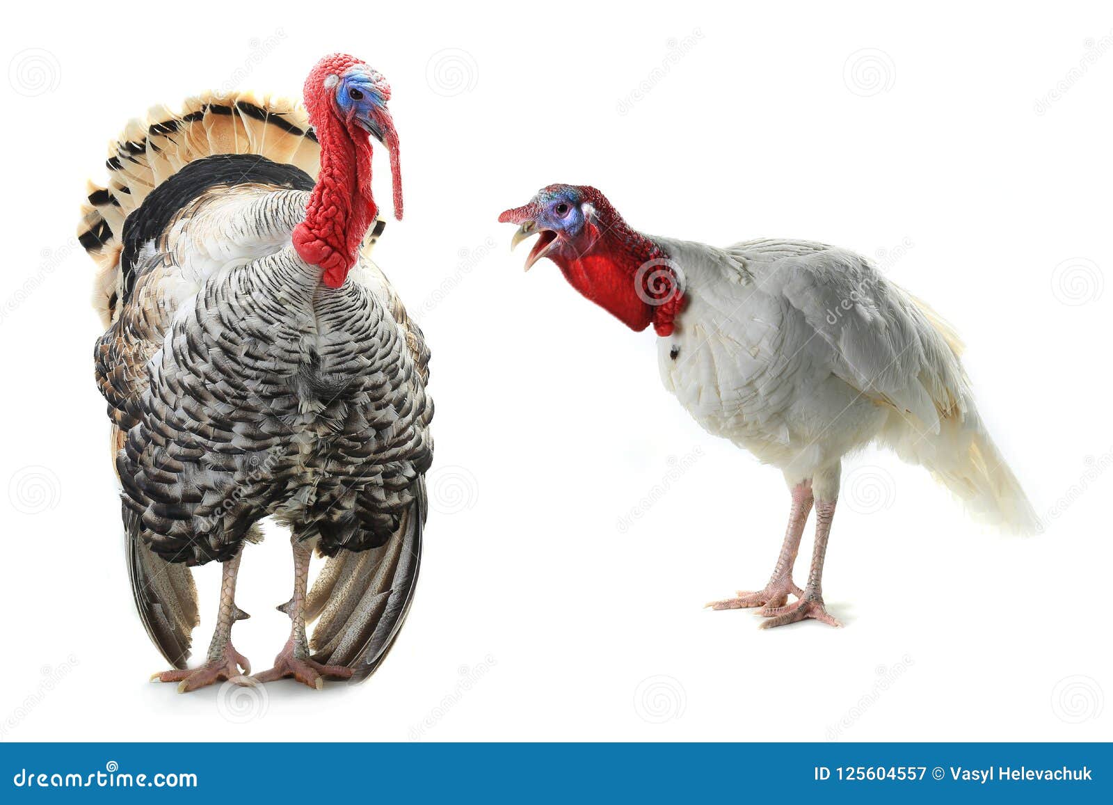 White and Grey Turkey Isolated Stock Image - Image of male, wildlife ...