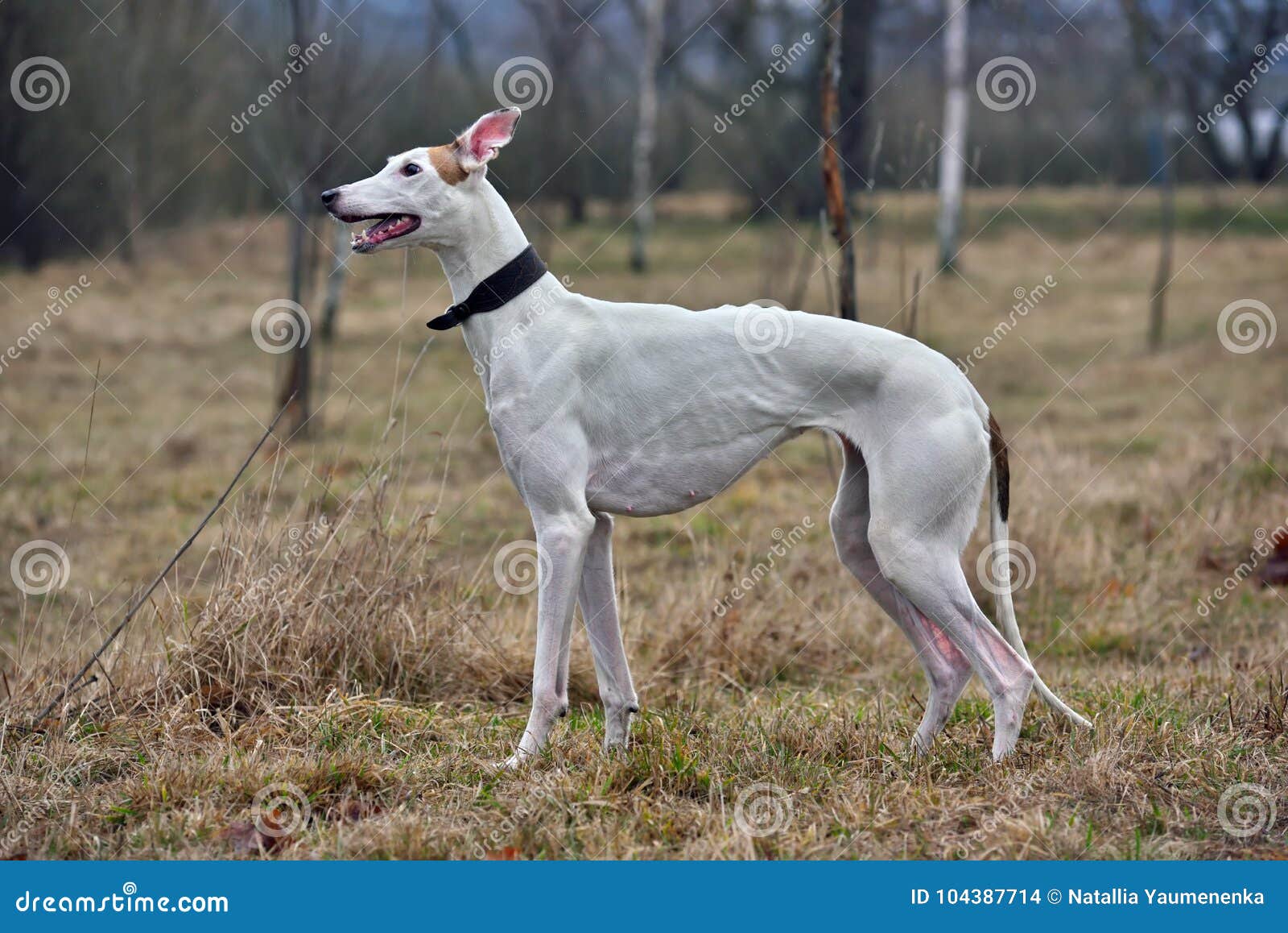 White Greyhound Dog