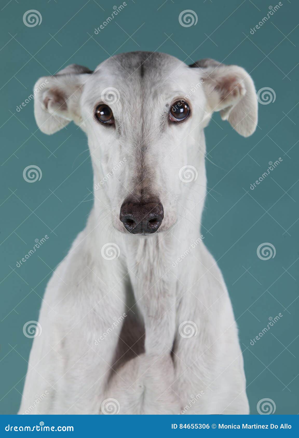 White greyhound portrait stock photo. Image of smile - 84655306