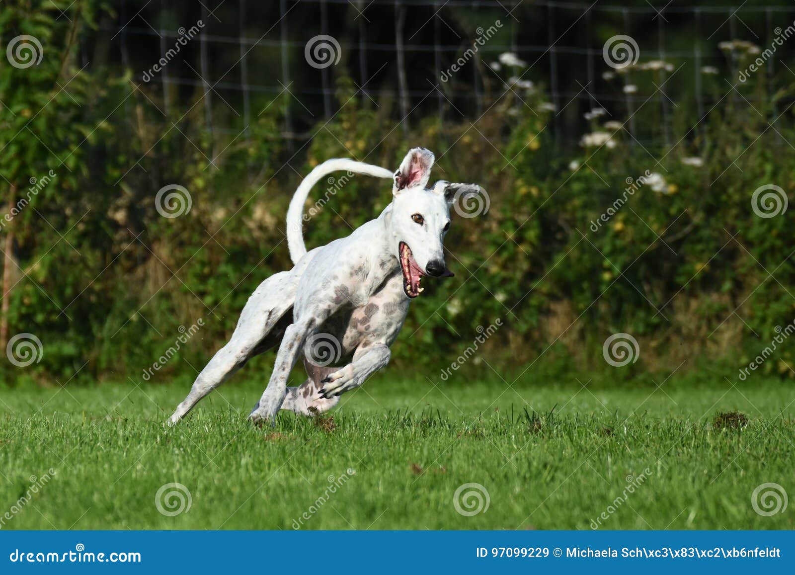 White greyhound running stock image. Image of fast, outside - 97099229