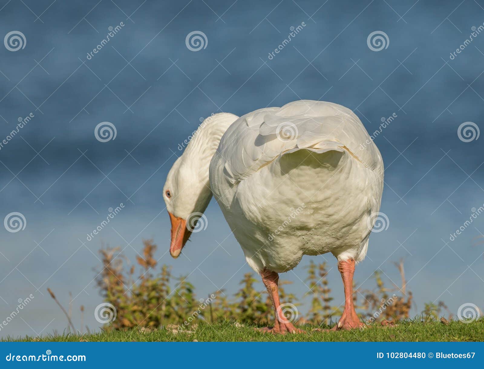 Greylag Goose stock photo. Image of blooded, bill, branta - 102804480