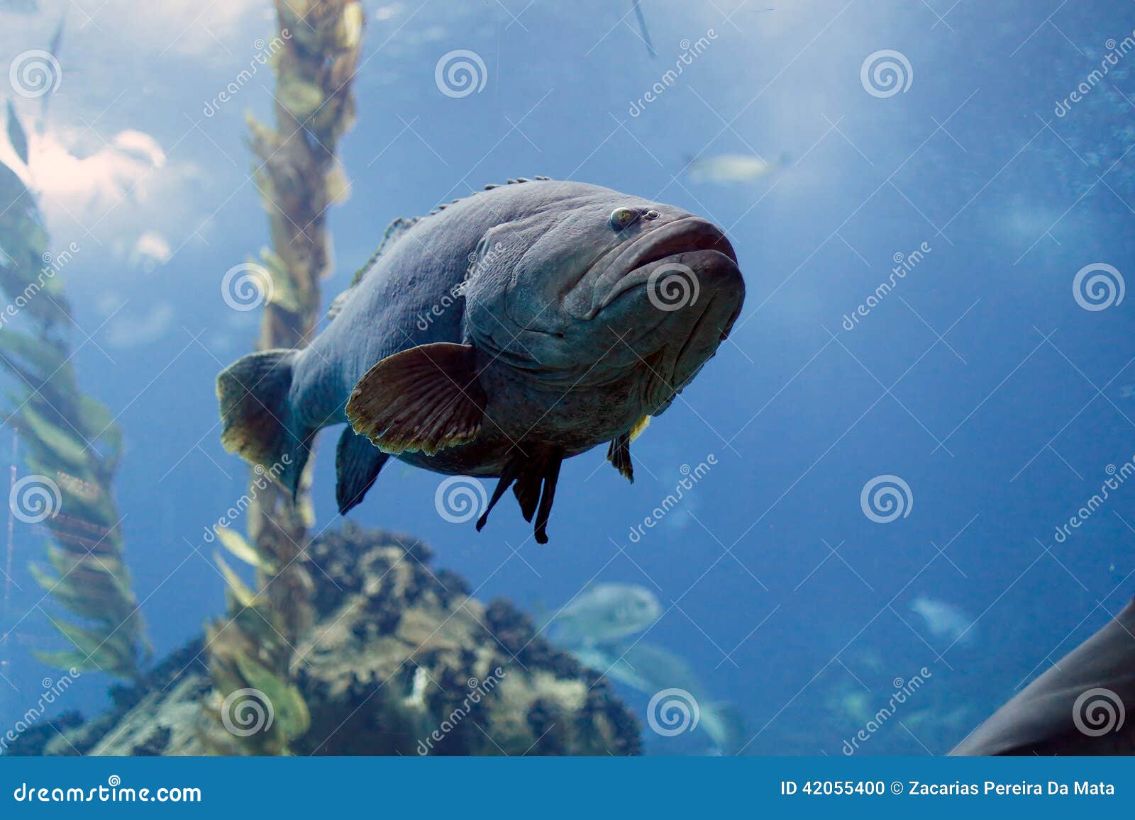 White grouper stock photo. Image of fish, view, animal - 42055400