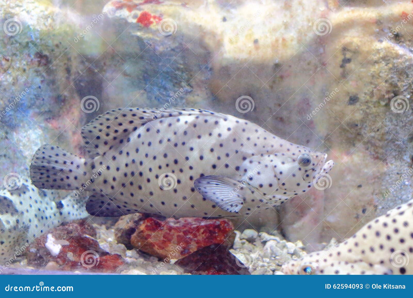White grouper stock image. Image of local, aquarium, grouper - 62594093