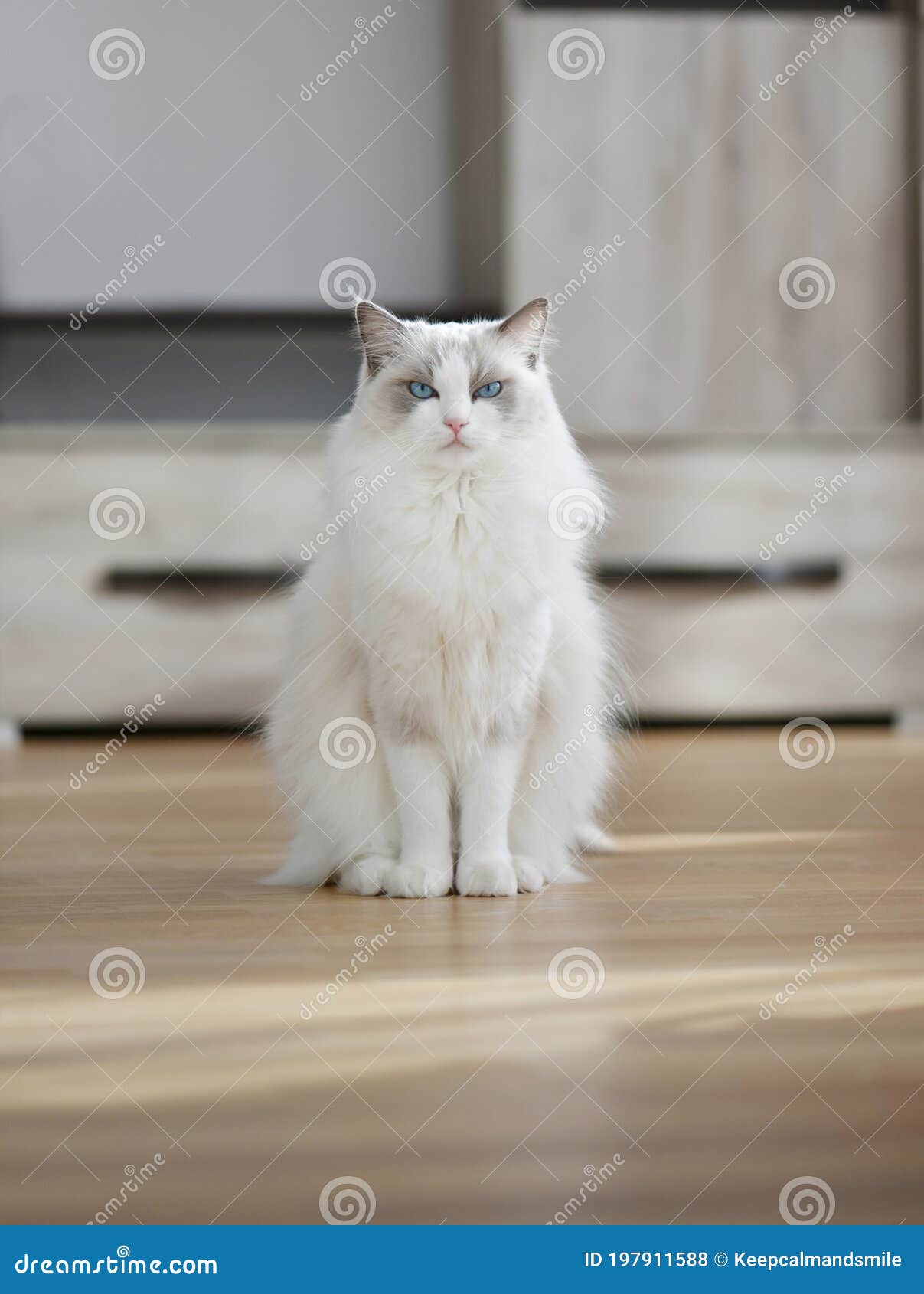 White grumpy cat in a room stock photo. Image of grumpy - 197911588