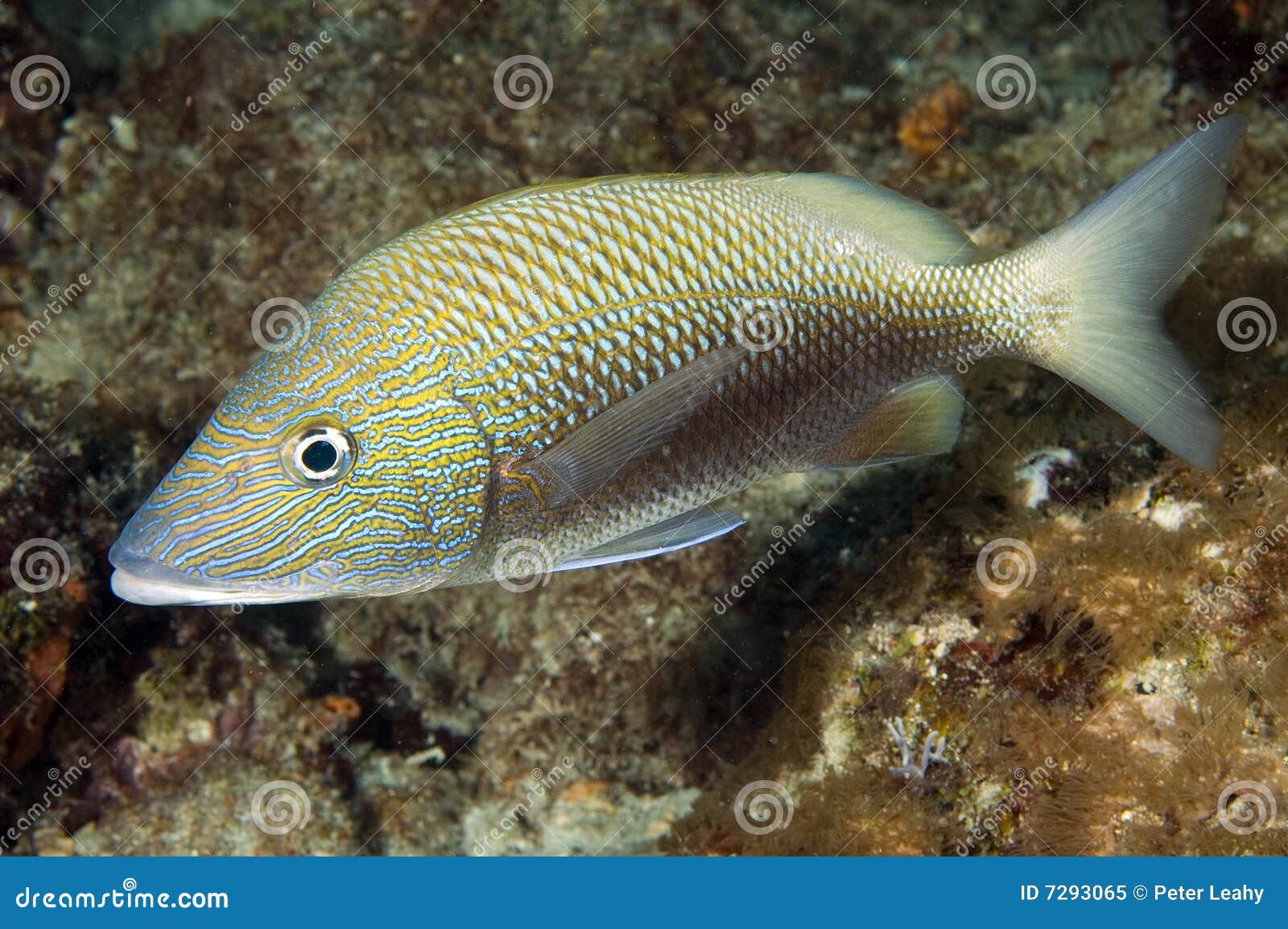White Grunt stock image. Image of collect, water, biology - 7293065