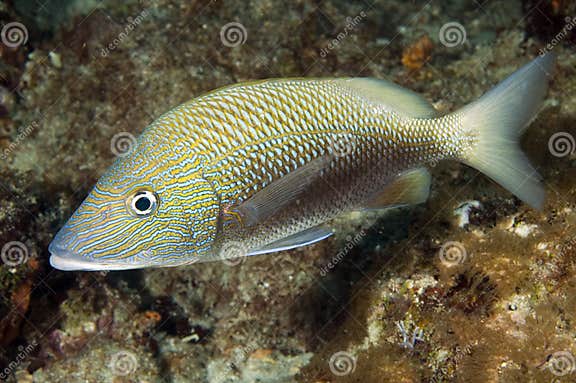 White Grunt stock image. Image of collect, water, biology - 7293065