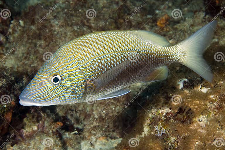 White Grunt stock image. Image of collect, water, biology - 7293065