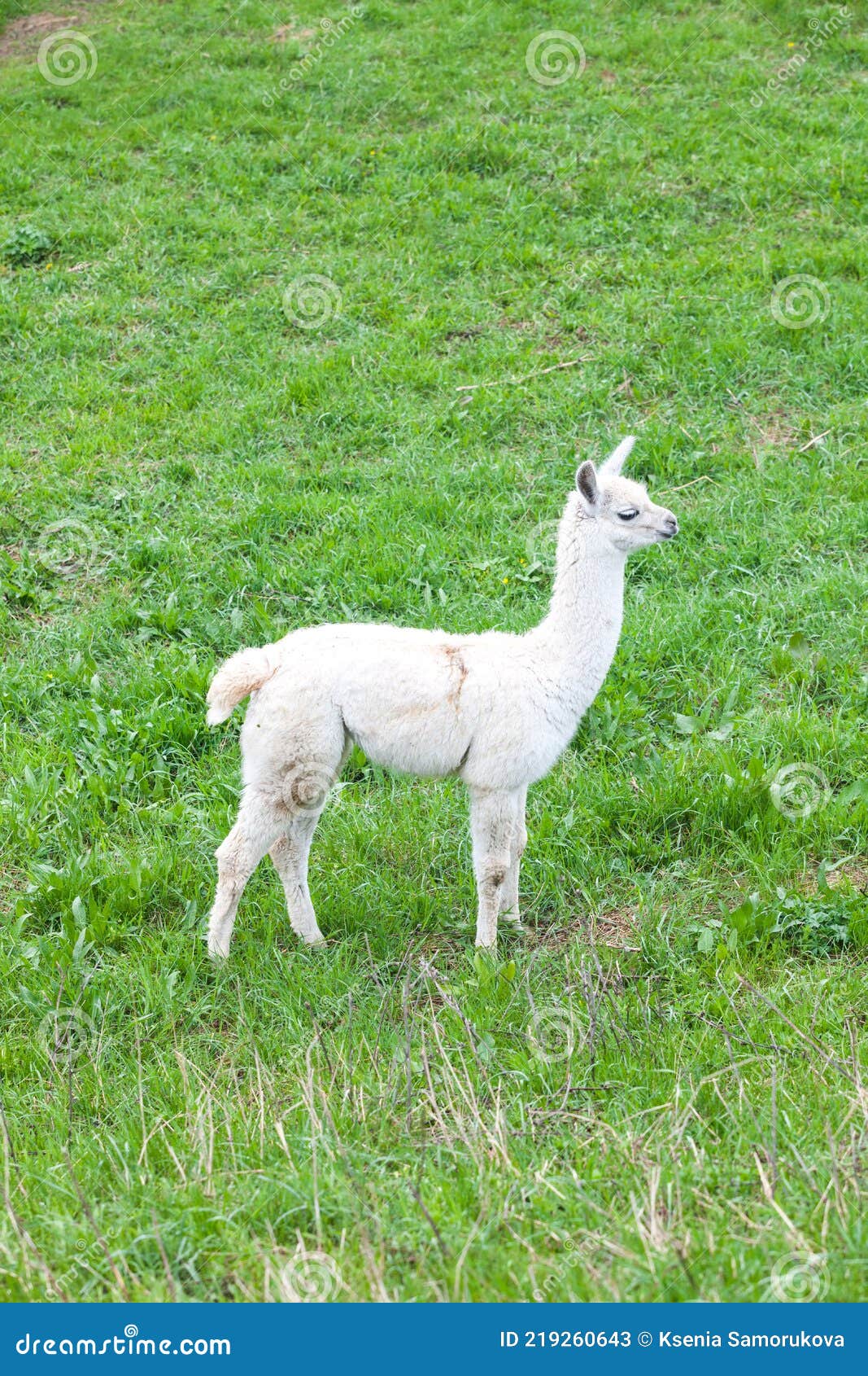 White Guanaco Baby on Green Grass Stock Image - Image of guanako, brown ...