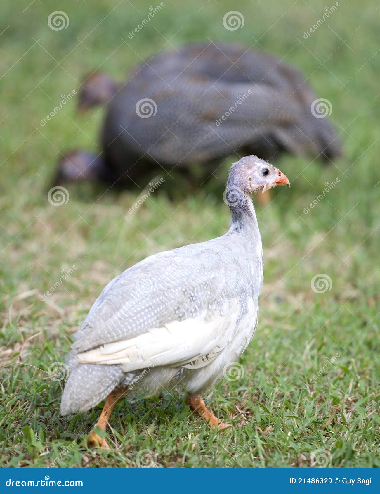 White guinea hen stock image. Image of tail, feathers - 21486329