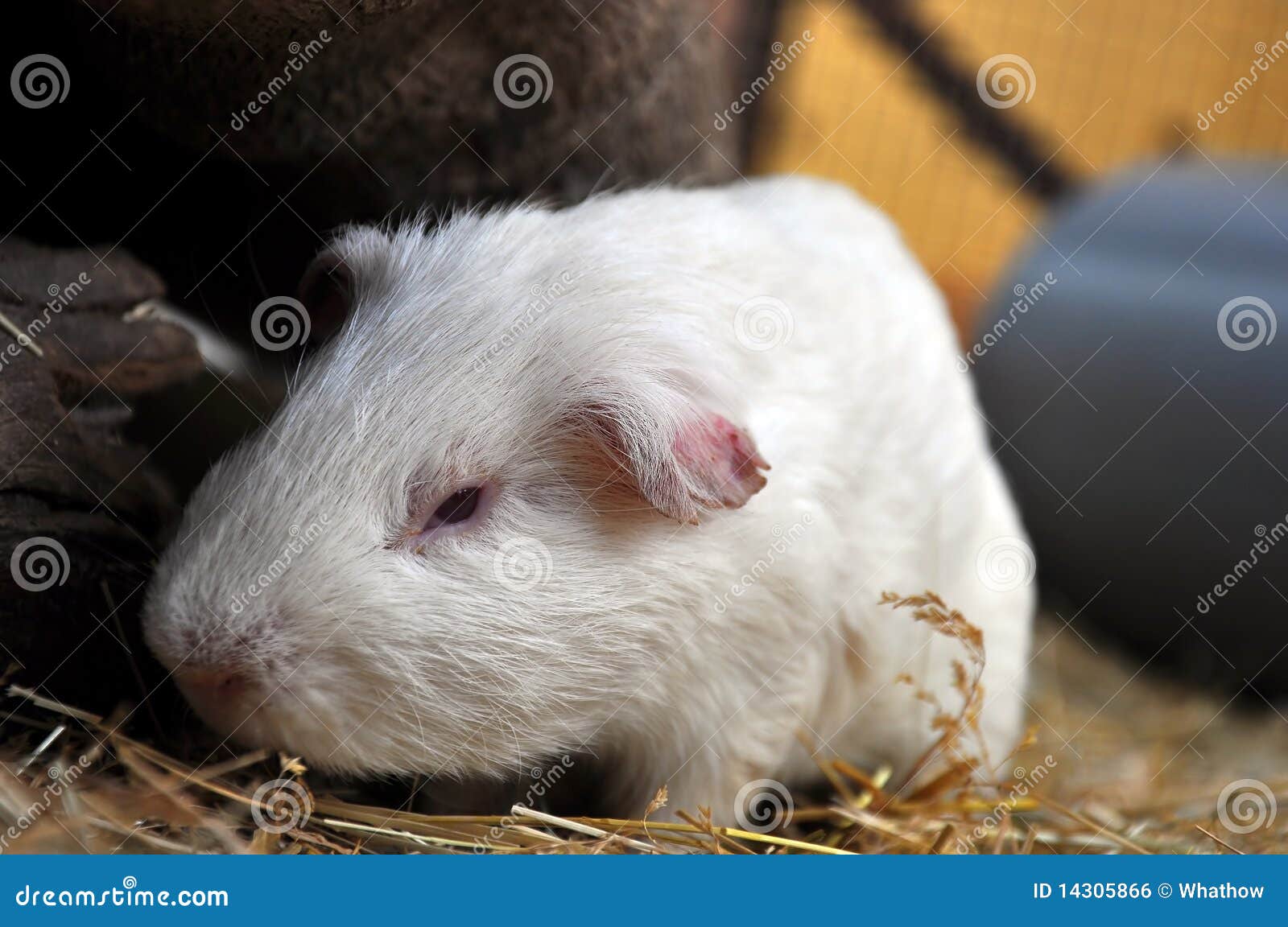 White Guinea Pig stock photo. Image of funny, yellow - 14305866