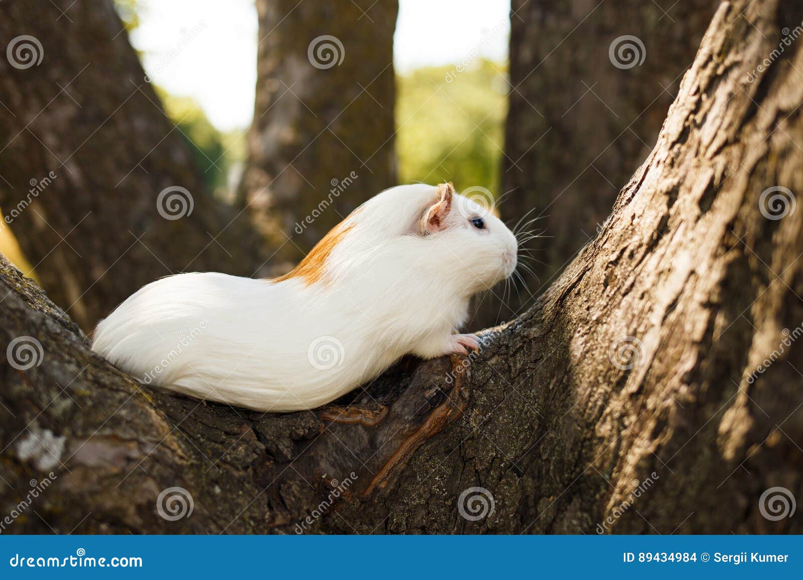 White Guinea Pig Climbing on Tree Stock Photo - Image of furry, cute ...