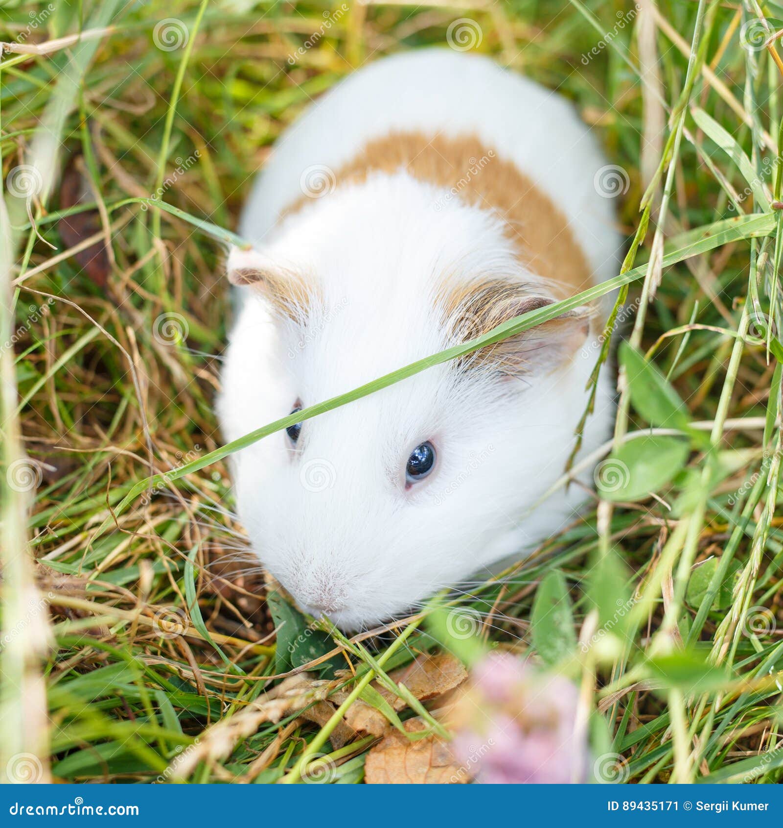 White Guinea Pig Eating Grass in Park Stock Image - Image of funny ...