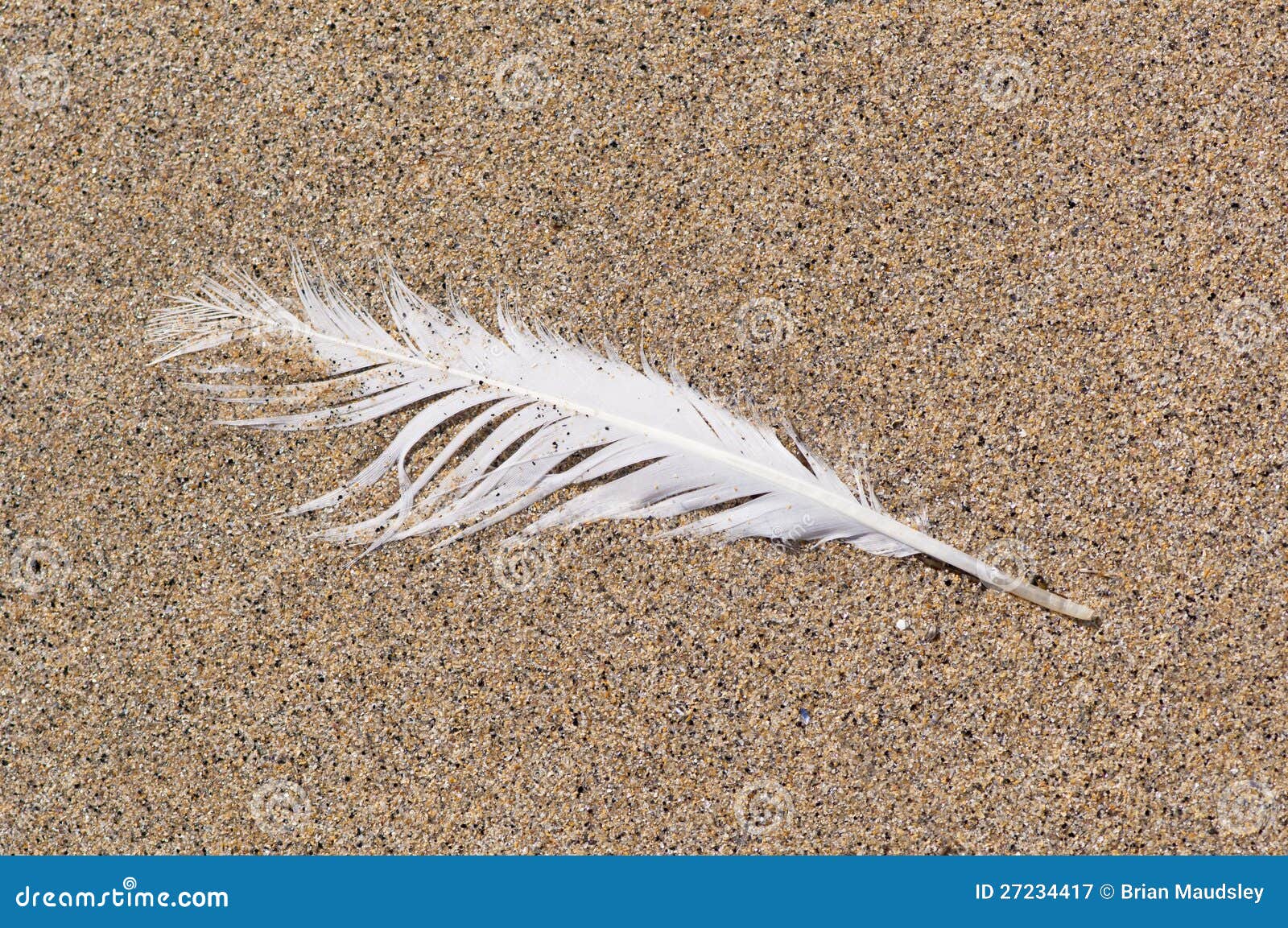 White Gull Feather on the Beach. Stock Image - Image of sand, macro ...