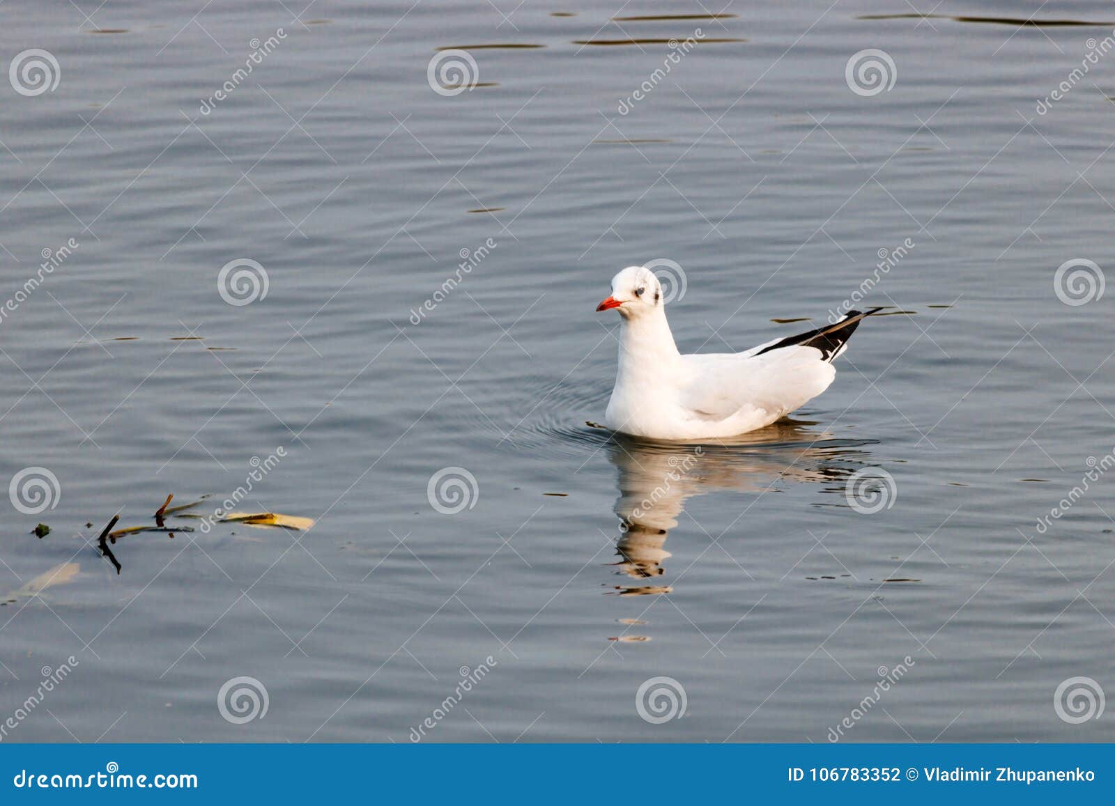 White Gull Floats on the Watery Surface of the River Stock Photo ...