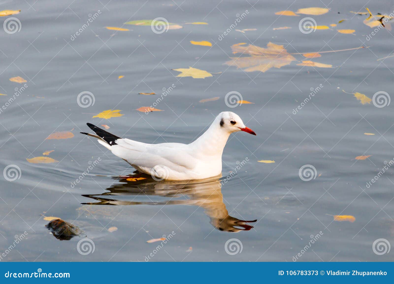 White Gull Floats on the Watery Surface of the River Stock Image ...
