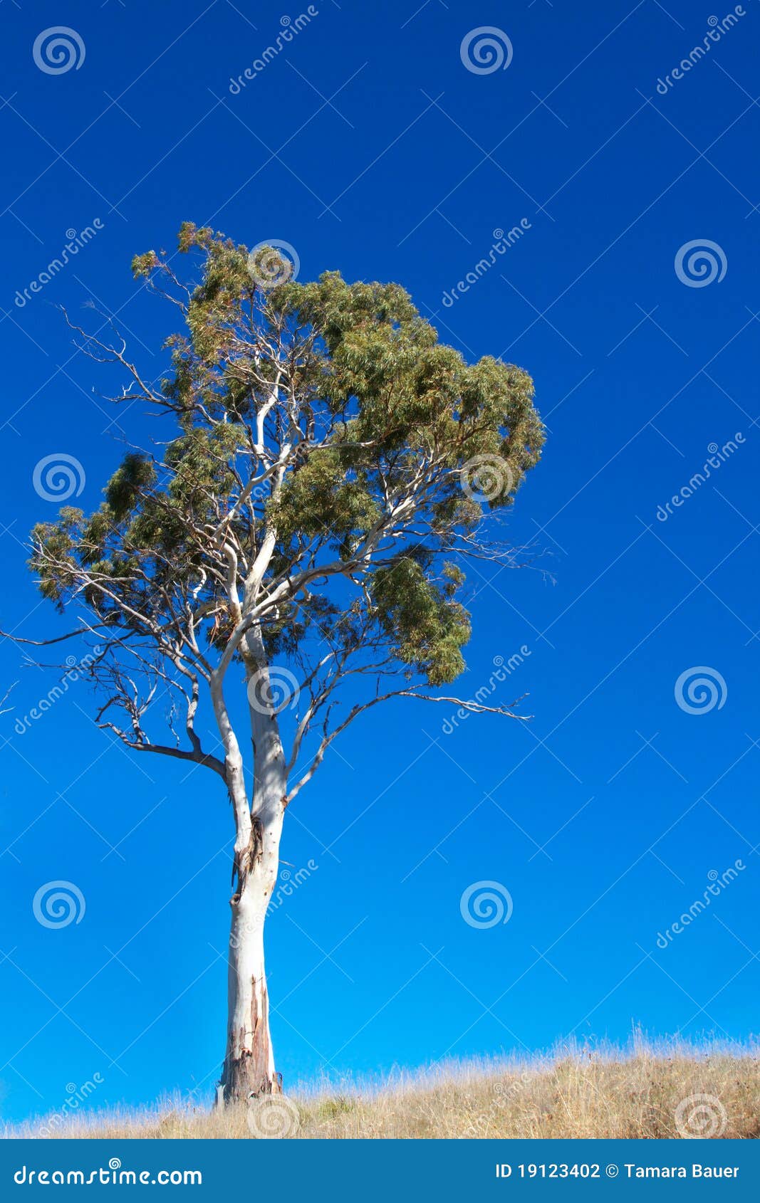 White gum tree stock photo. Image of australia, field - 19123402
