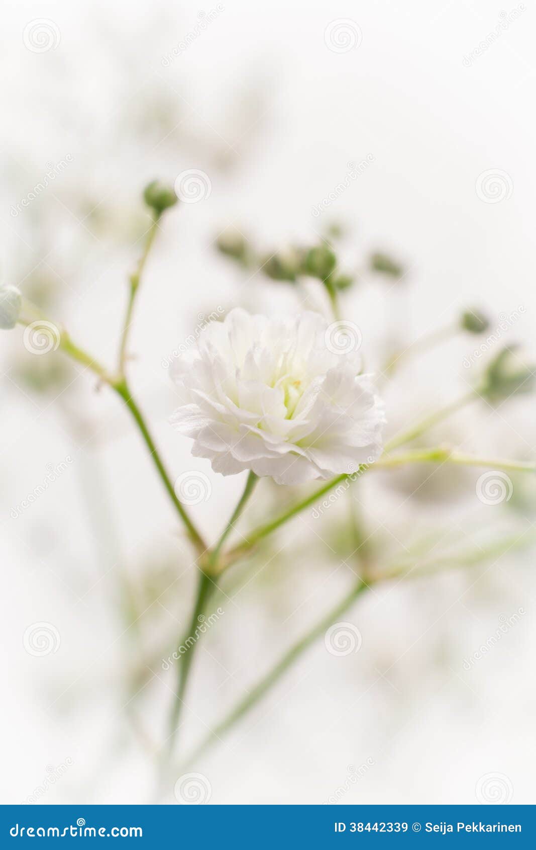White Gypsophila flower stock image. Image of bouquet - 38442339