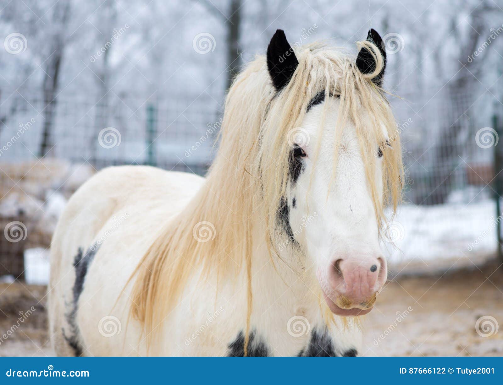 White gypsy horse at zoo stock photo. Image of feathering - 87666122