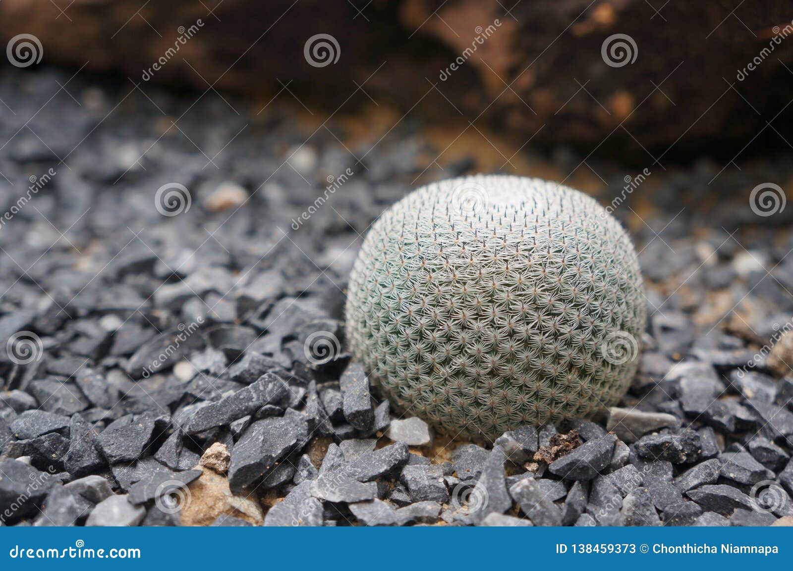 Cactus Bulb with White Hair Closeup Stock Image - Image of garden, bulb ...