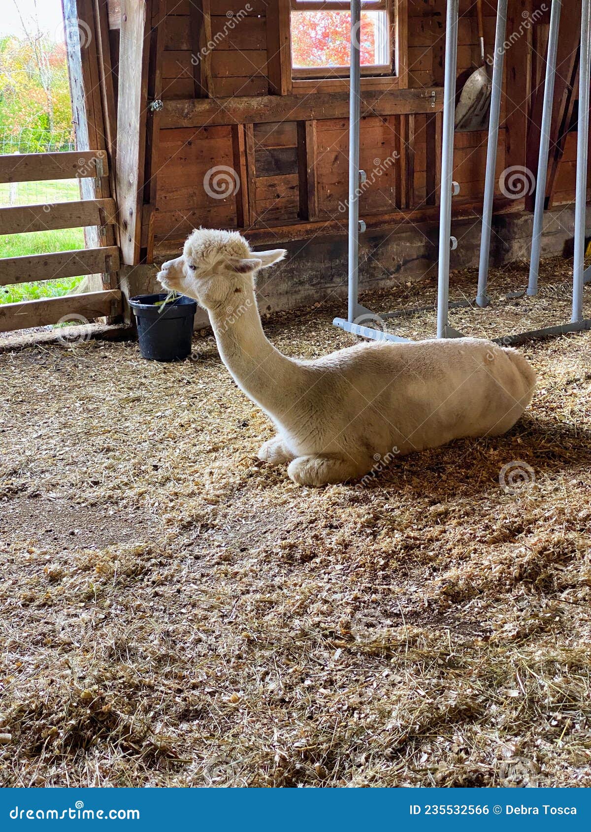 Llama animal barn stock photo. Image of barn, white - 235532566