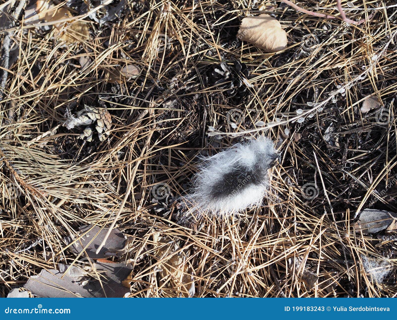White-haired Tuft of Squirrel or Badger Hair in the Forest Stock Image ...