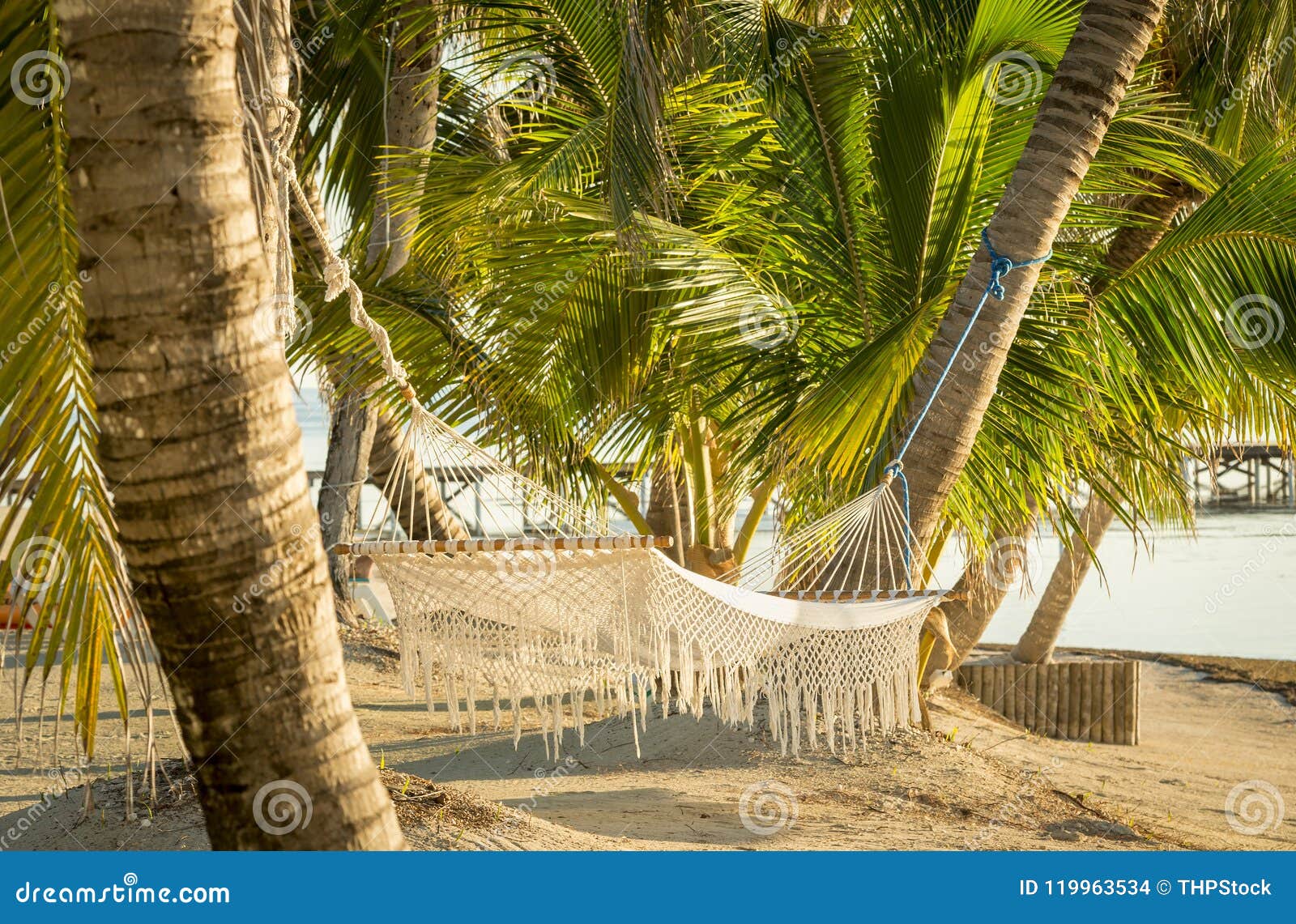 Tropical Beach Hammock stock photo. Image of sand, palmtrees - 119963534