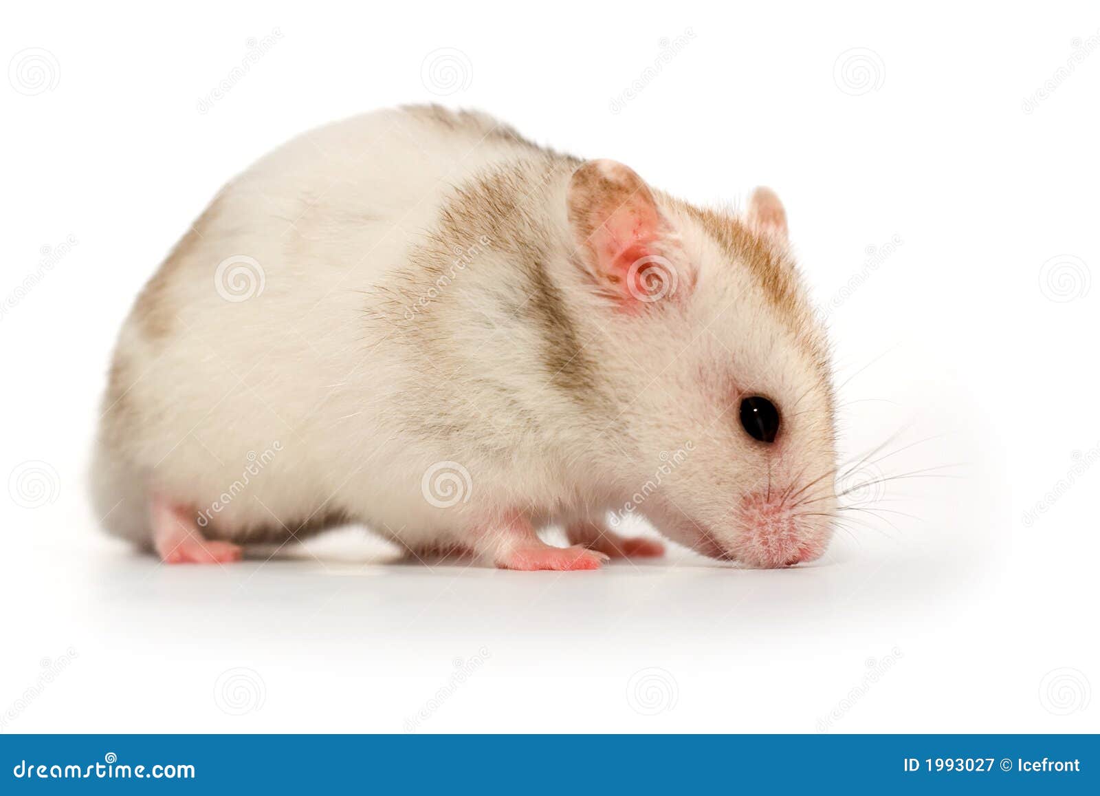White hamster stock image. Image of macro, white, hamster - 1993027