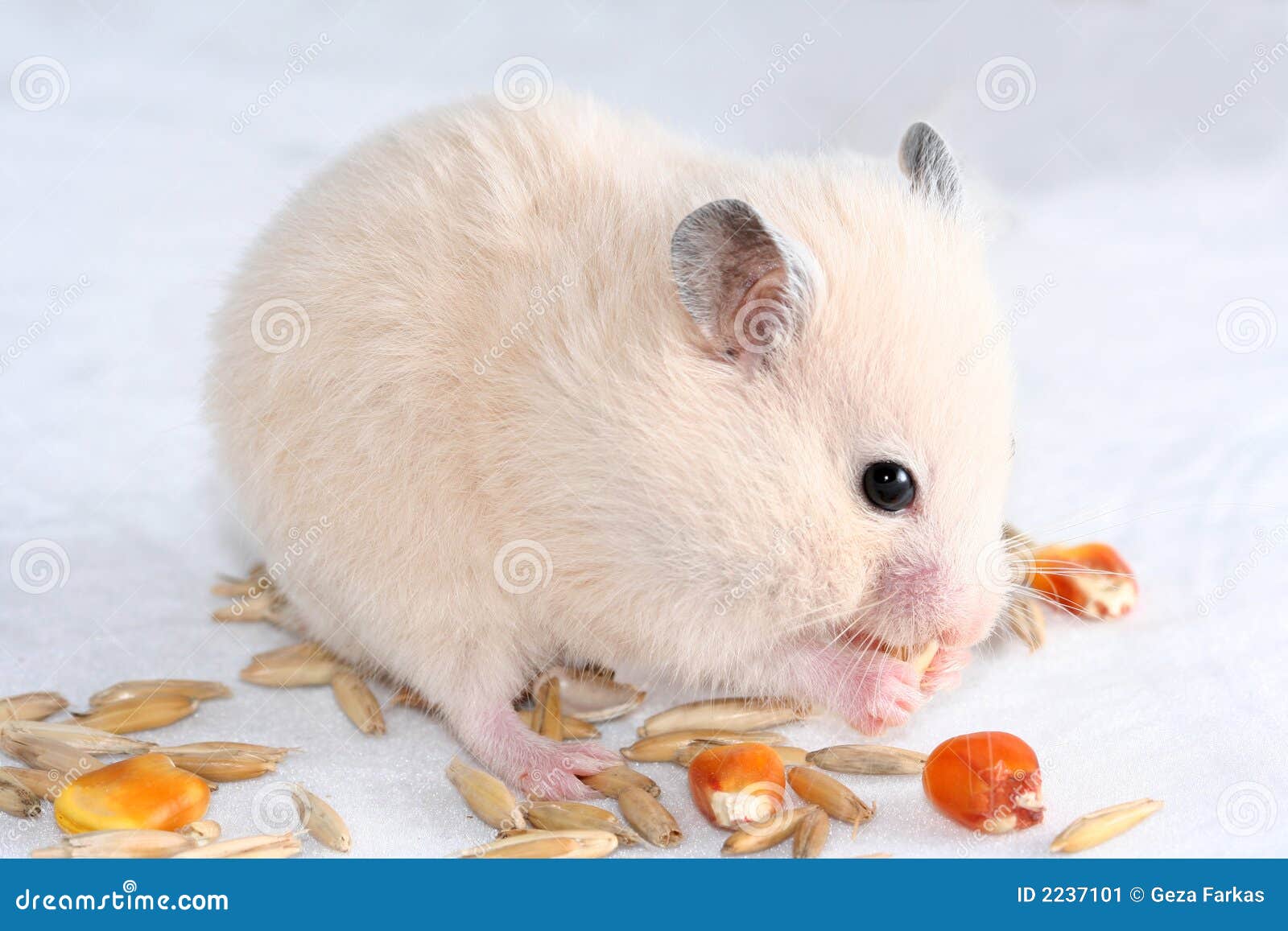 White hamster stock image. Image of teddy, pets, tiny - 2237101