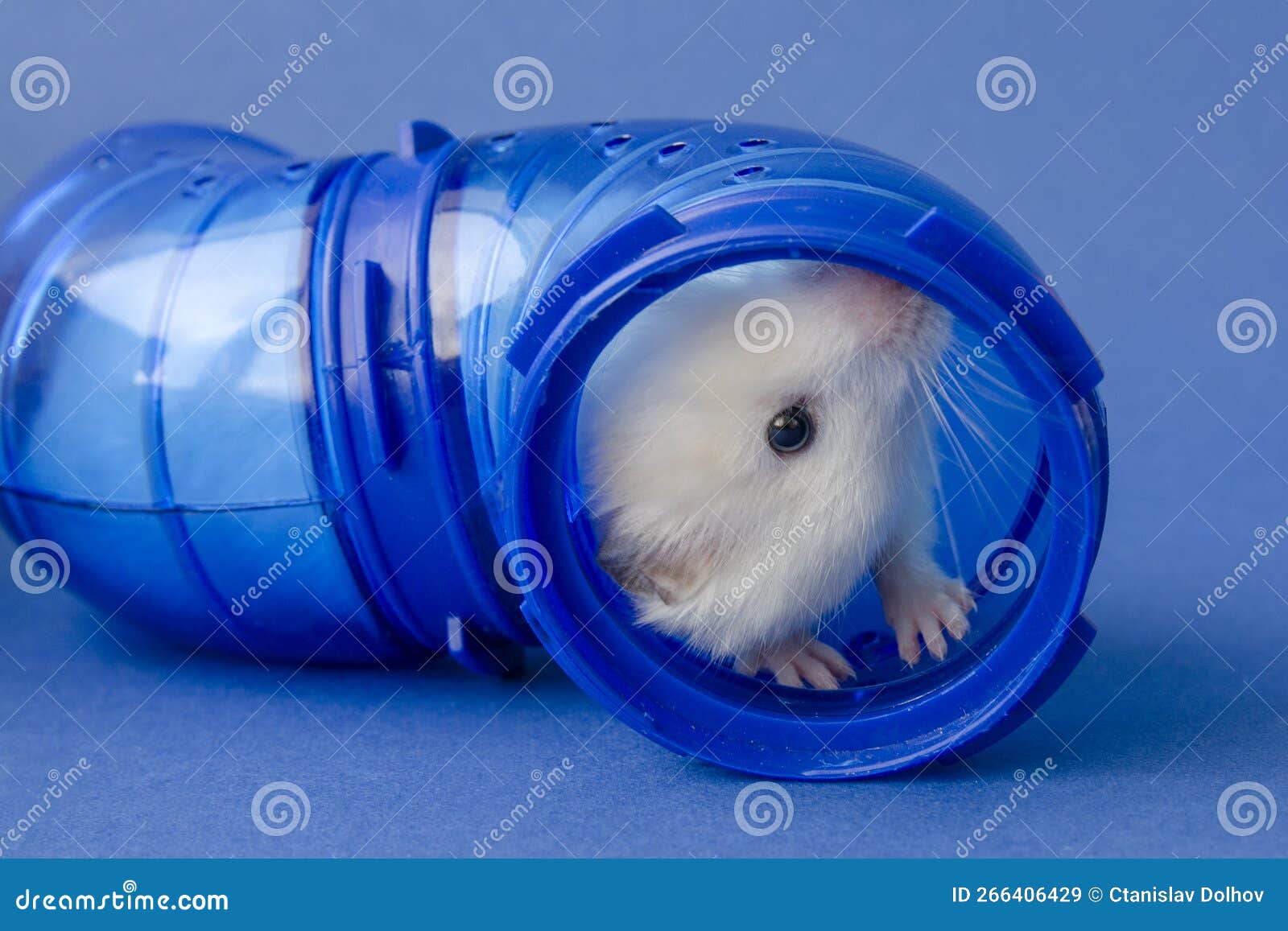 White Hamster Home Content Joy for Children Blue Background Stock Image ...