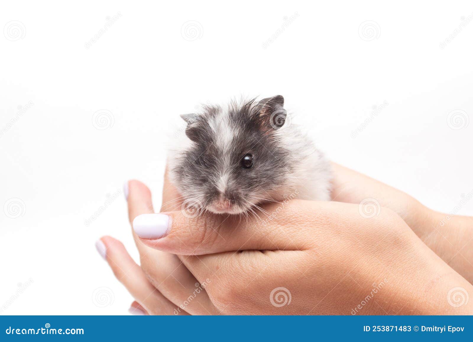 A White Hamster Sitting on Womans Hand Stock Image - Image of animal ...