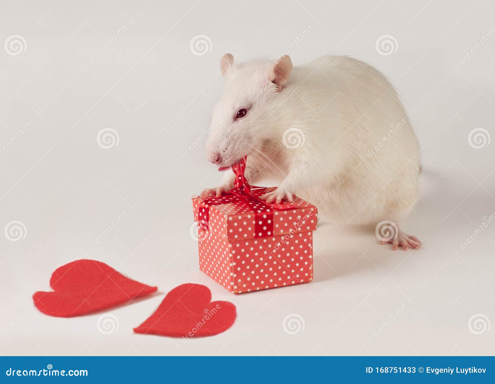 White rat and gift stock image. Image of paws, hamster - 168751433