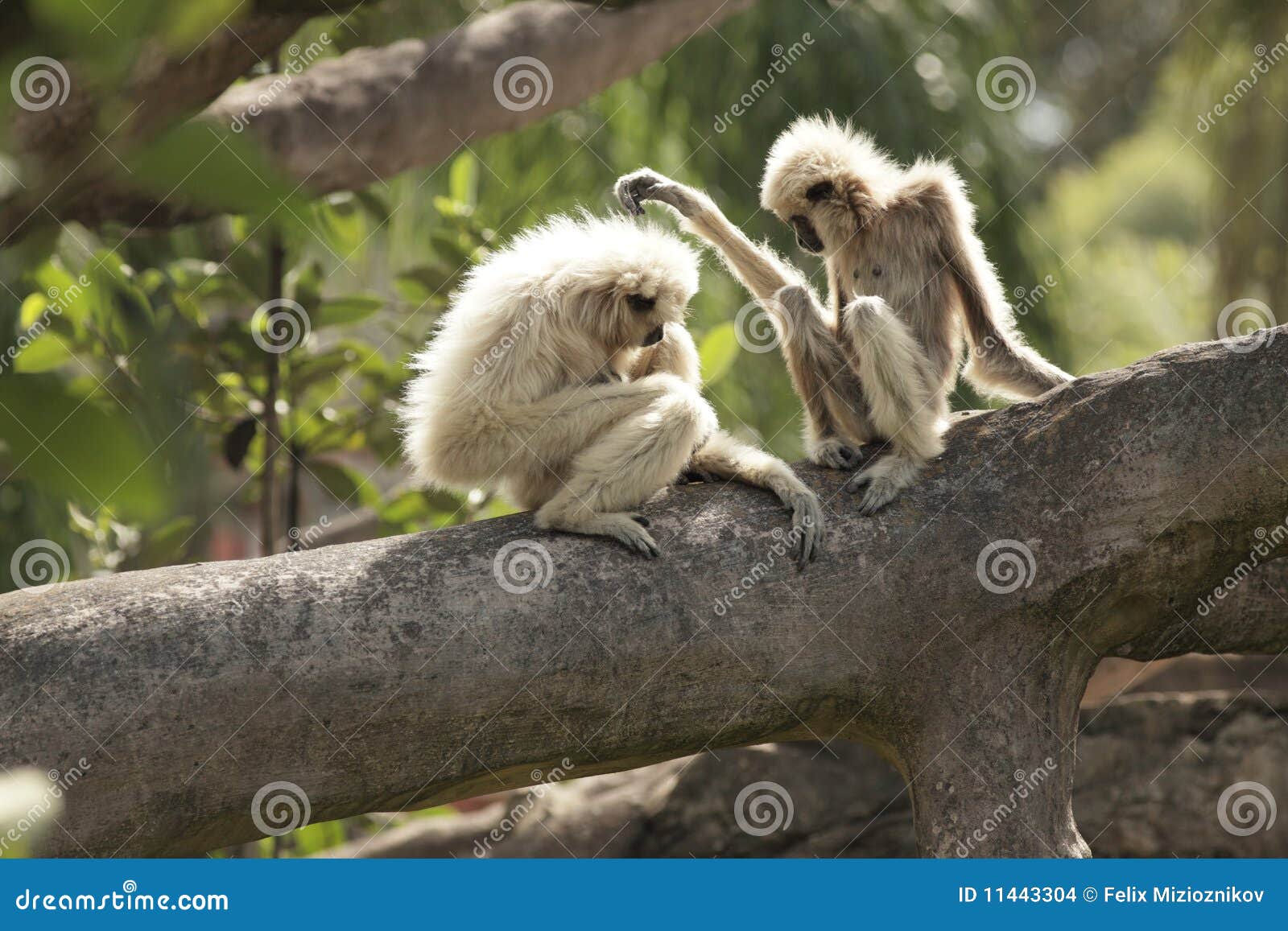 White handed Gibbon stock photo. Image of primate, interaction - 11443304