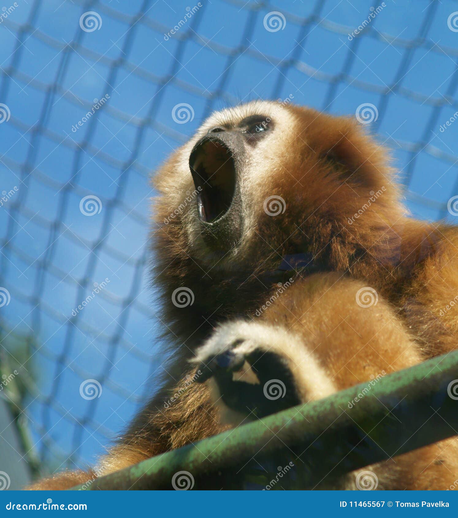 White-handed gibbon stock image. Image of hand, fencing - 11465567