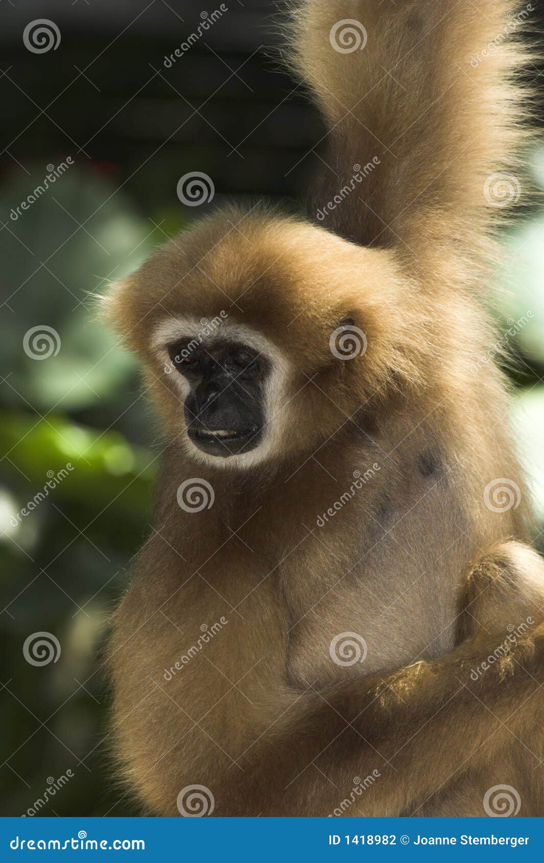 White Handed Gibbons Hugging Stock Photo | CartoonDealer.com #91061868