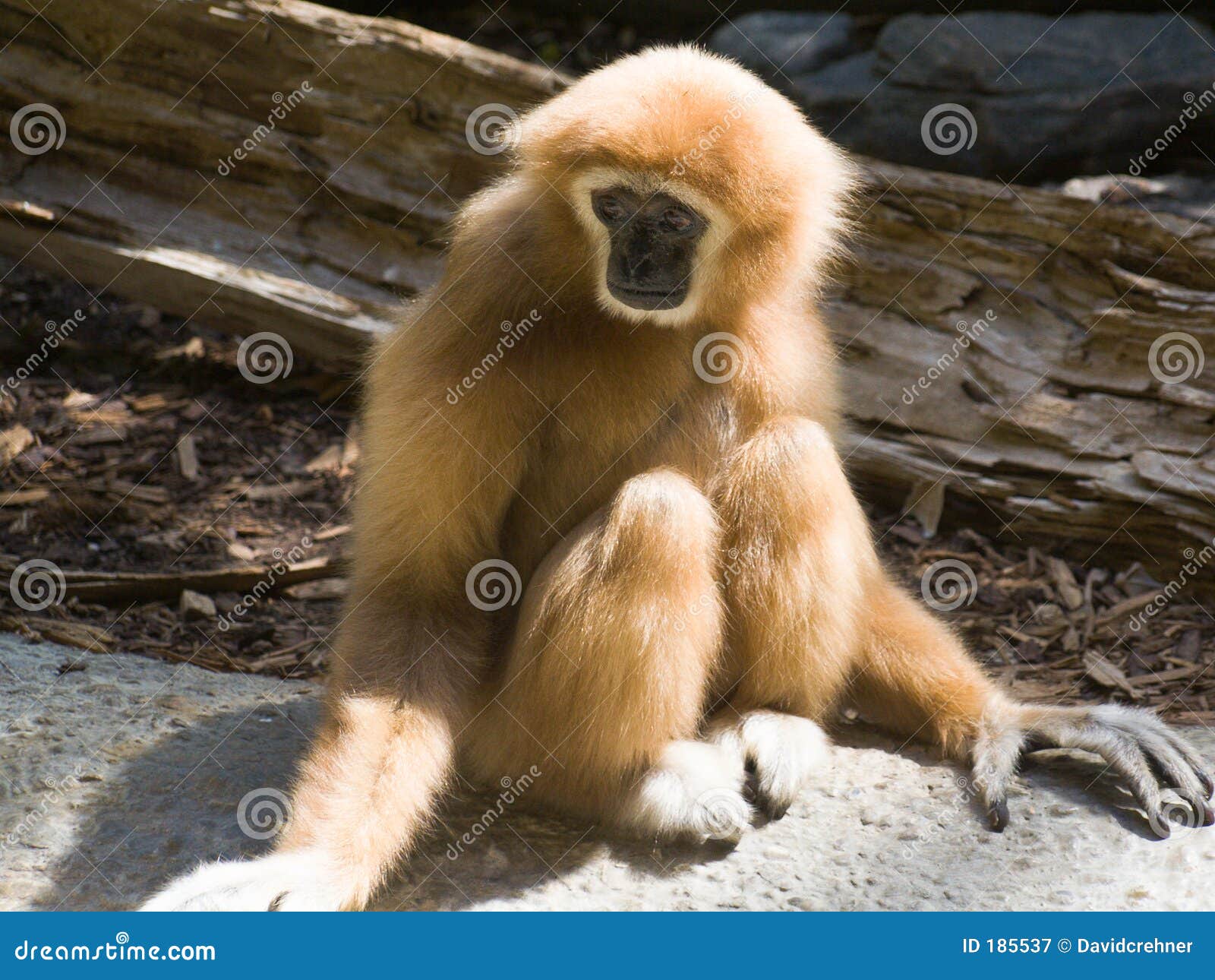 White Handed Gibbons Hugging Stock Photo | CartoonDealer.com #91061868
