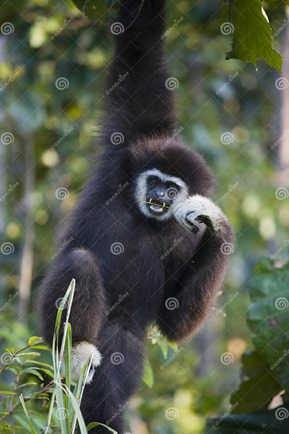 White Handed Gibbon stock image. Image of mammal, thailand - 8513855